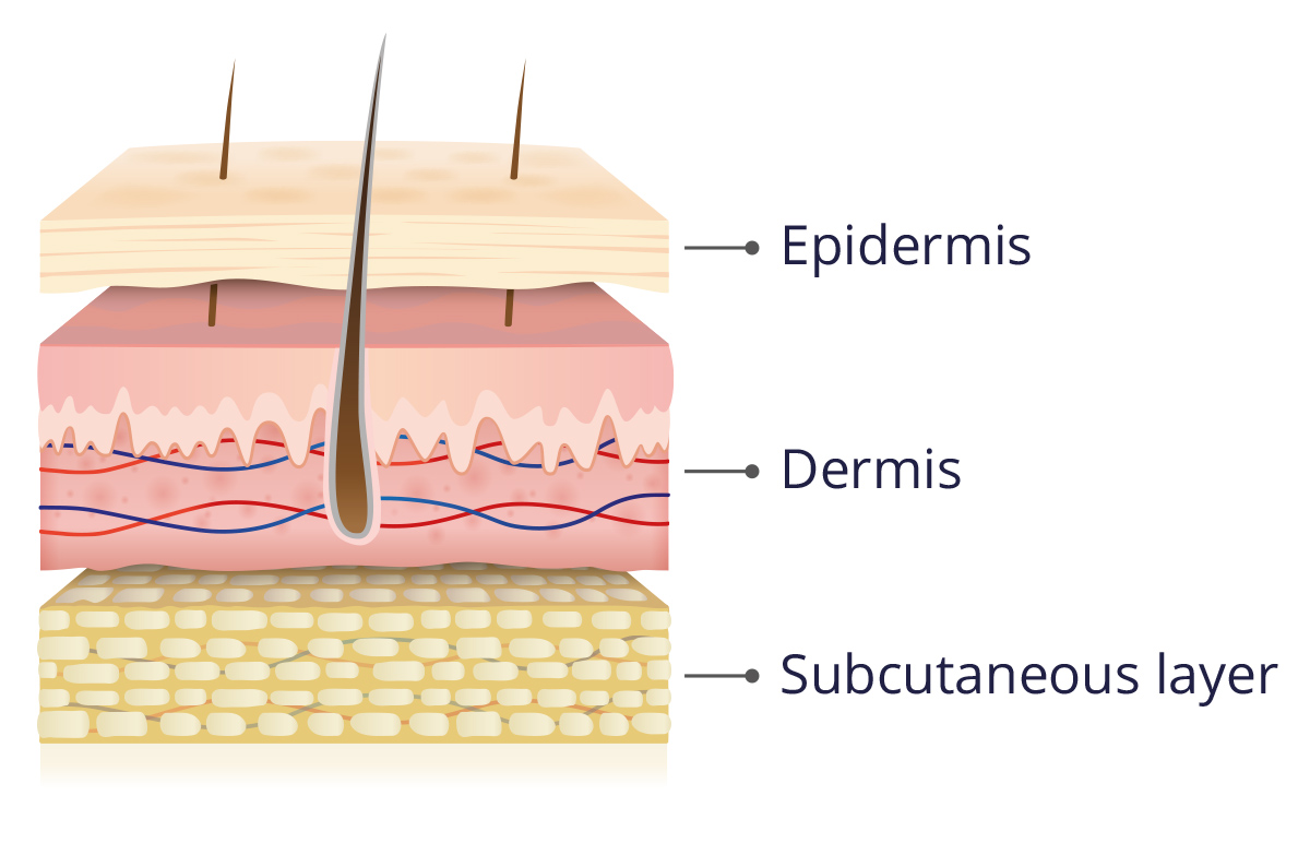 The skin and how it works - Epimax